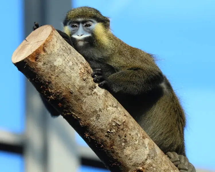 Moustached guenon - Facts, Diet, Habitat & Pictures on Animalia.bio