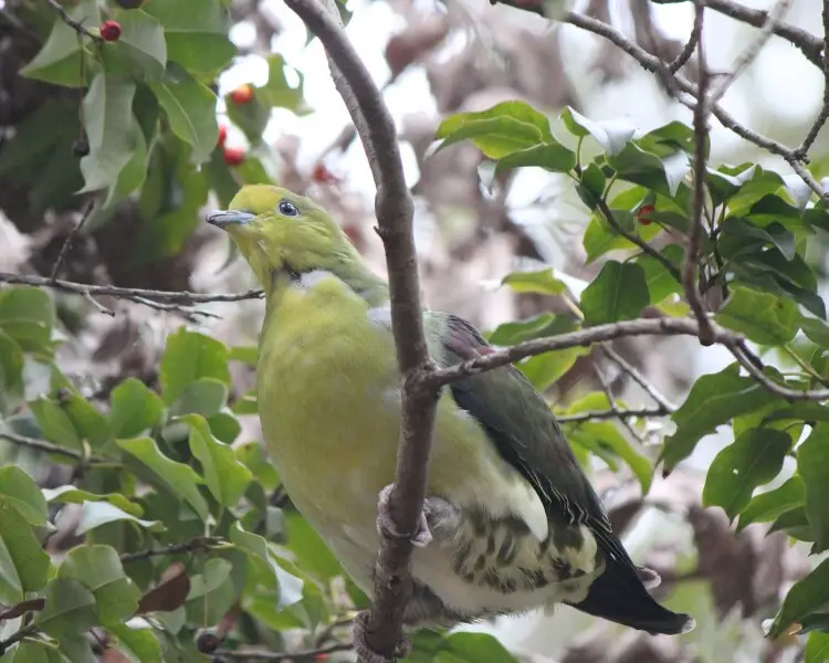 Treron sieboldii - Facts, Diet, Habitat & Pictures on Animalia.bio