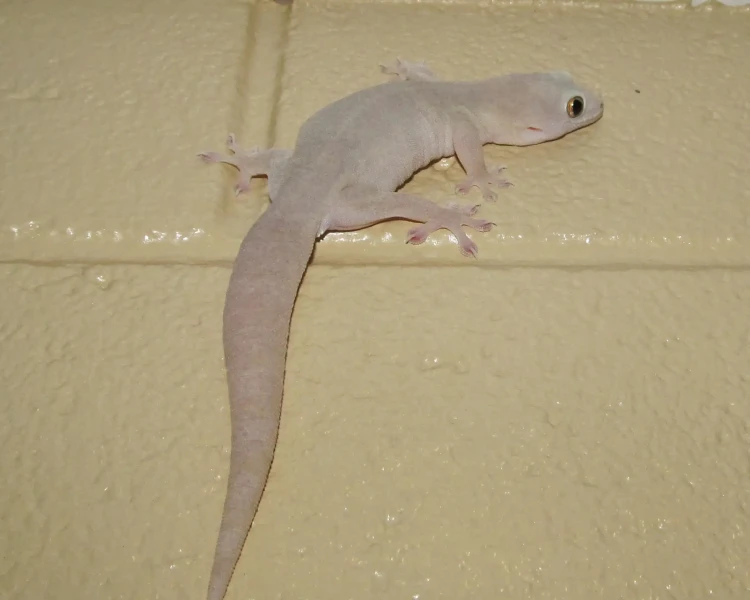 Gehyra australis - Facts, Diet, Habitat & Pictures on Animalia.bio