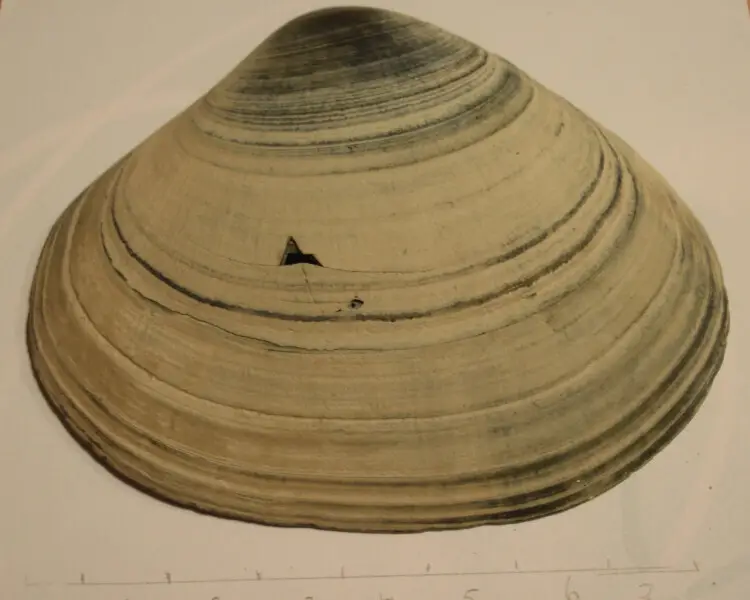 Mactra glauca - Facts, Diet, Habitat & Pictures on Animalia.bio