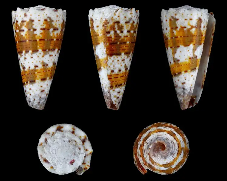 Conus imperialis - Facts, Diet, Habitat & Pictures on Animalia.bio