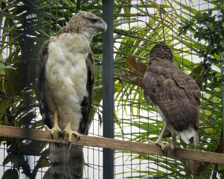 Papuan eagle - Facts, Diet, Habitat & Pictures on Animalia.bio