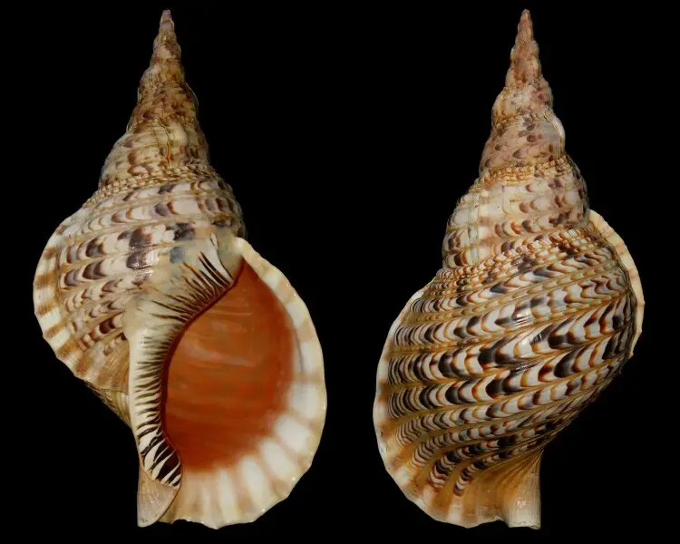 Charonia tritonis - Facts, Diet, Habitat & Pictures on Animalia.bio