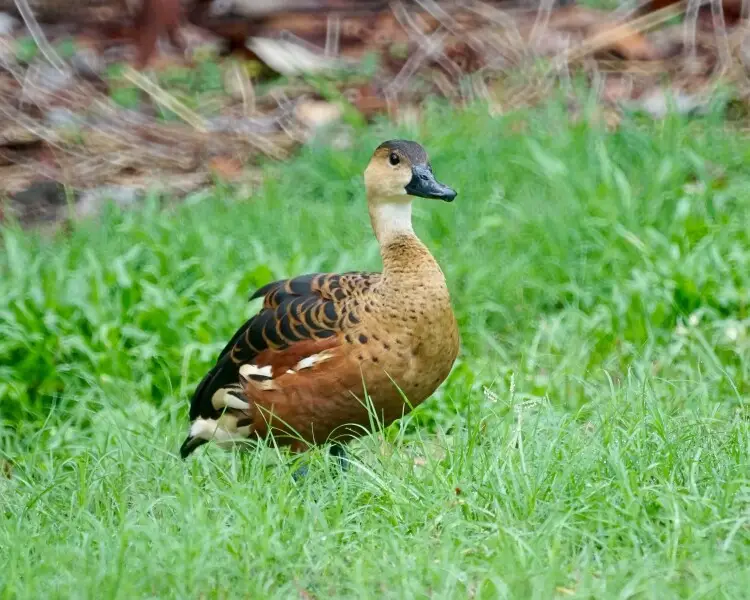 Wandering whistling duck - Facts, Diet, Habitat & Pictures on Animalia.bio