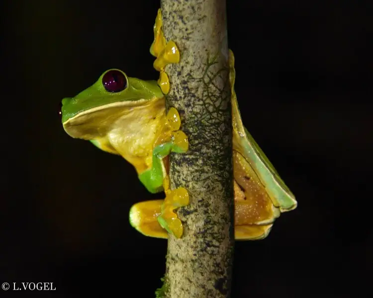 Agalychnis spurrelli - факти, дієта, ареал і фотографії на Animalia.bio