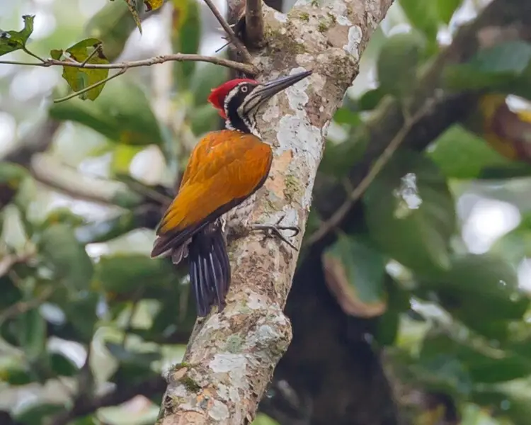 Greater flameback - Facts, Diet, Habitat & Pictures on Animalia.bio