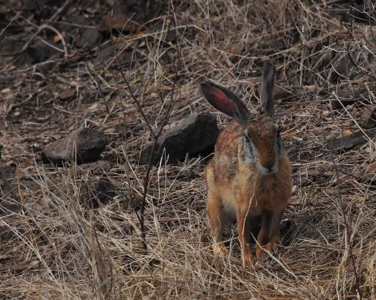 Indian hare - Facts, Diet, Habitat & Pictures on Animalia.bio