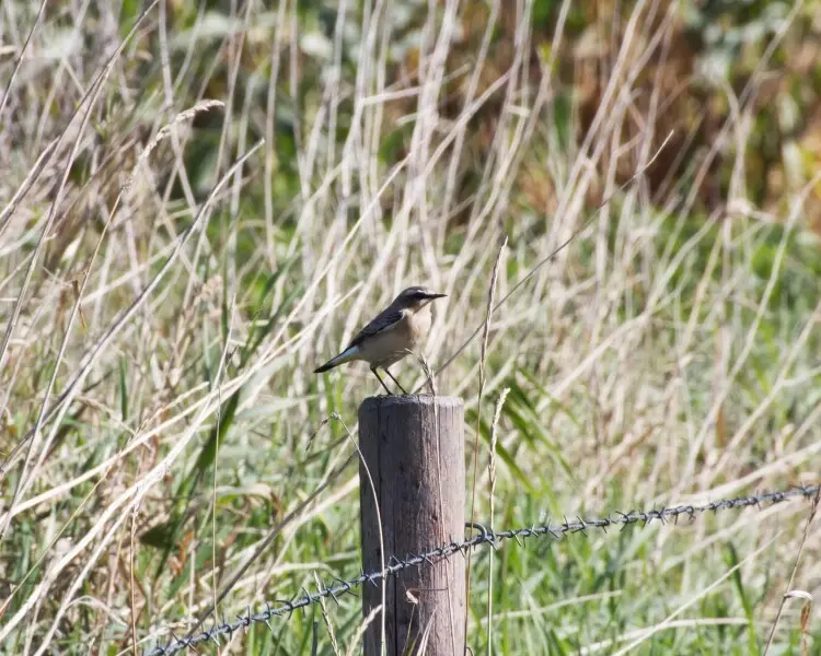 Northern wheatear - Facts, Diet, Habitat & Pictures on Animalia.bio
