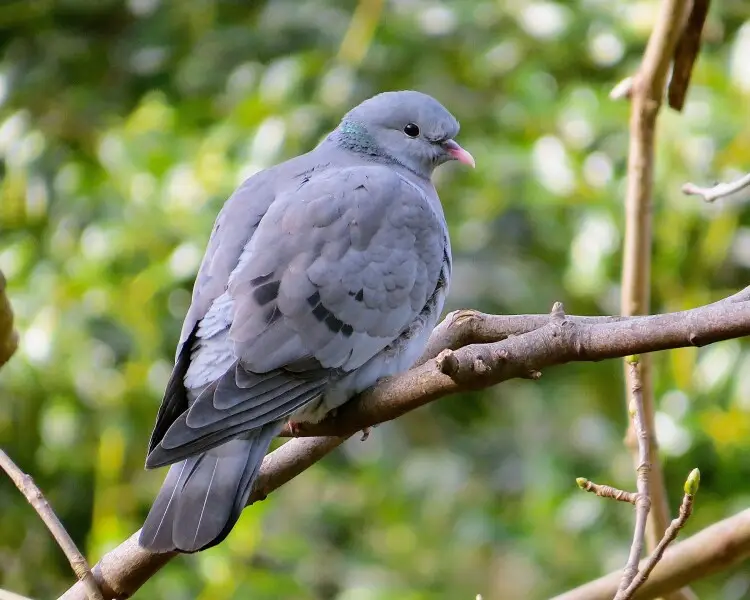 Stock dove - Facts, Diet, Habitat & Pictures on Animalia.bio