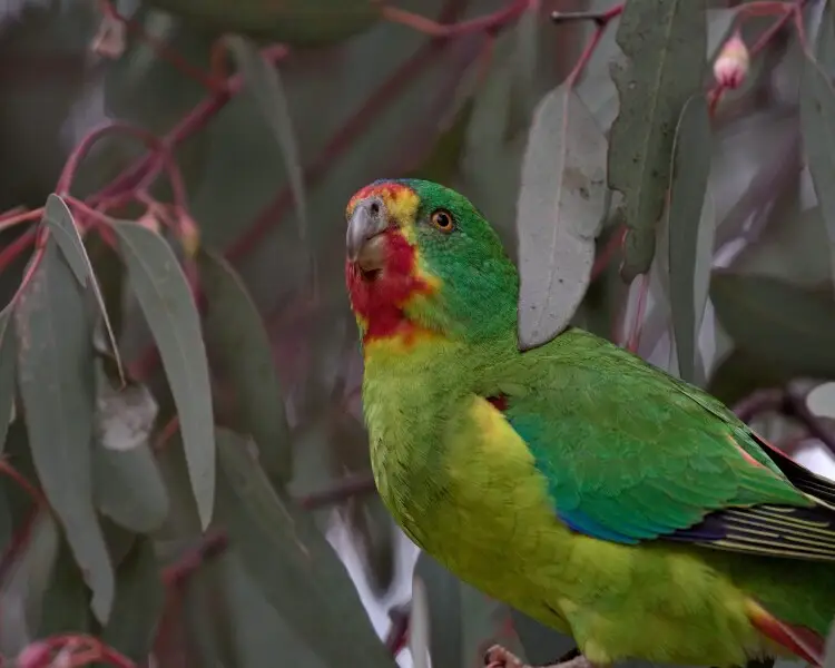 Swift parrot - Facts, Diet, Habitat & Pictures on Animalia.bio