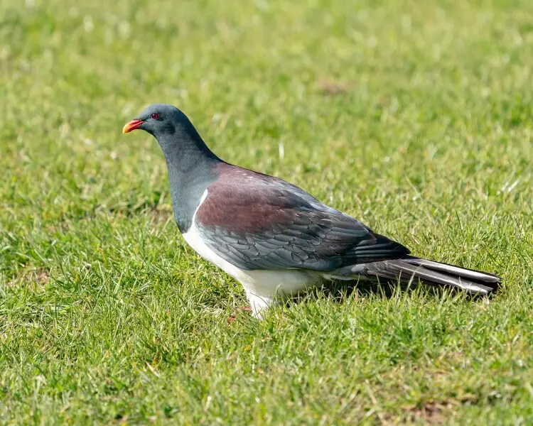 Chatham pigeon - Facts, Diet, Habitat & Pictures on Animalia.bio