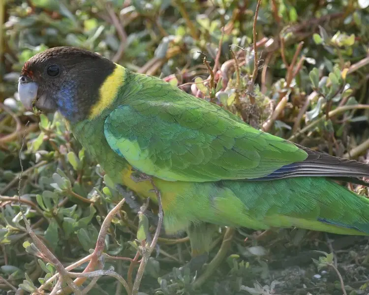 Australian ringneck - Facts, Diet, Habitat & Pictures on Animalia.bio