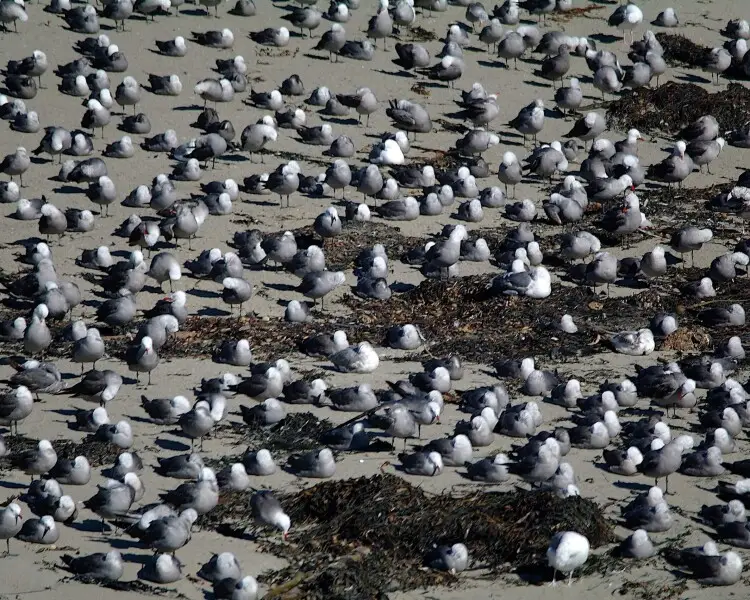 Larus heermanni - факти, дієта, ареал і фотографії на Animalia.bio