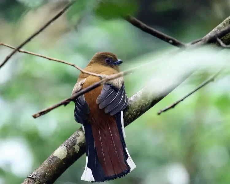 Red-headed trogon - Facts, Diet, Habitat & Pictures on Animalia.bio