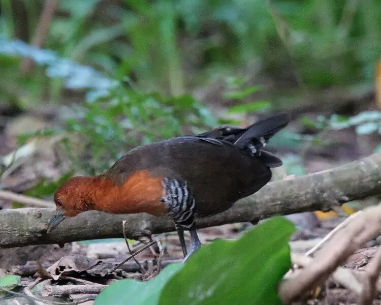 Rallina eurizonoides - факти, дієта, ареал і фотографії на Animalia.bio