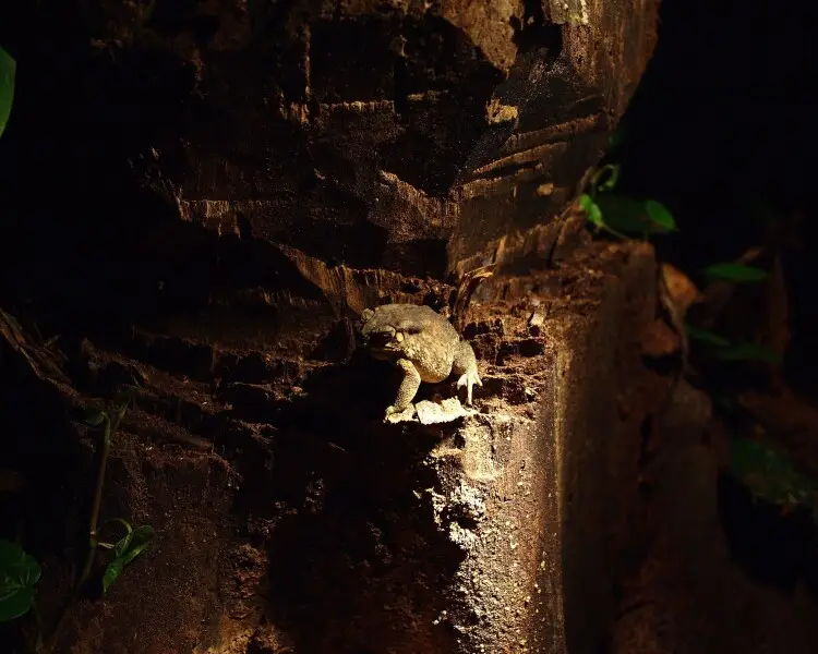 Duttaphrynus melanostictus - Facts, Diet, Habitat & Pictures on ...