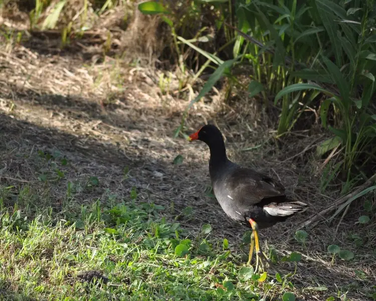 Common gallinule - Facts, Diet, Habitat & Pictures on Animalia.bio