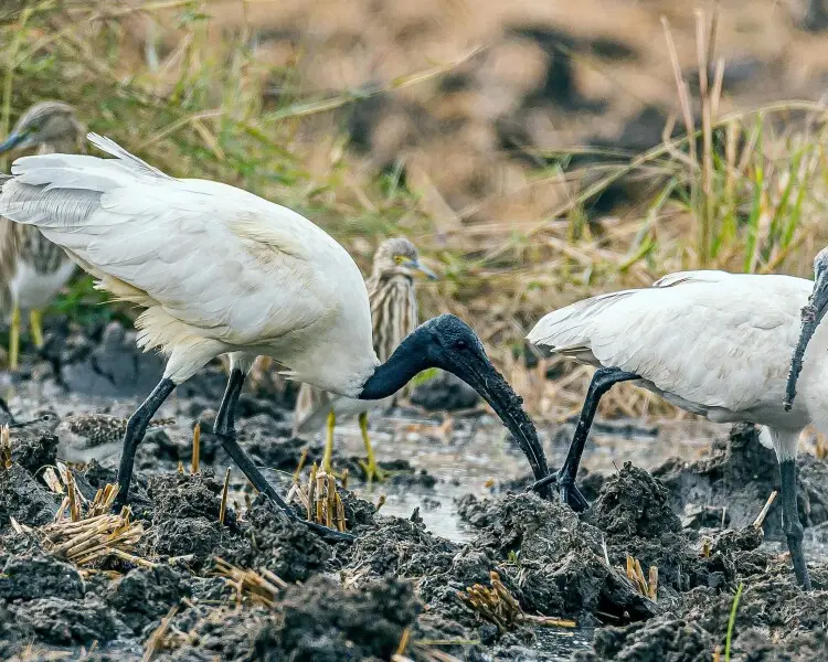 Black-headed ibis - Facts, Diet, Habitat & Pictures on Animalia.bio