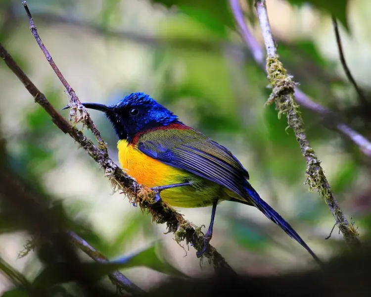 Green-tailed sunbird - Facts, Diet, Habitat & Pictures on Animalia.bio