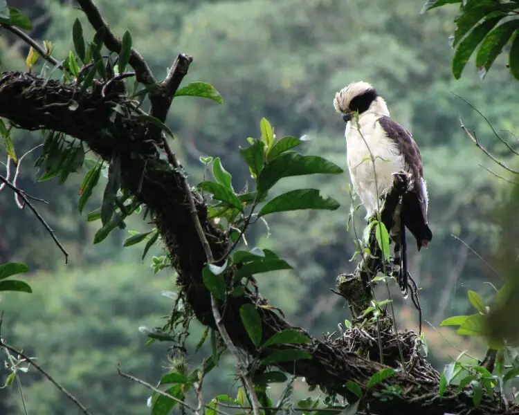 Laughing falcon - Facts, Diet, Habitat & Pictures on Animalia.bio