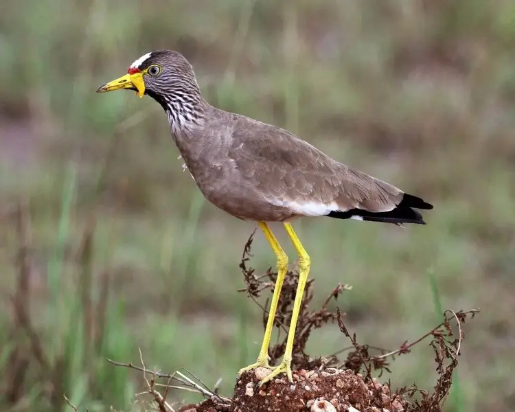 African wattled lapwing - Facts, Diet, Habitat & Pictures on Animalia.bio
