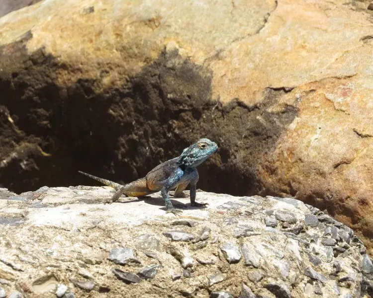 Agama atra - Facts, Diet, Habitat & Pictures on Animalia.bio