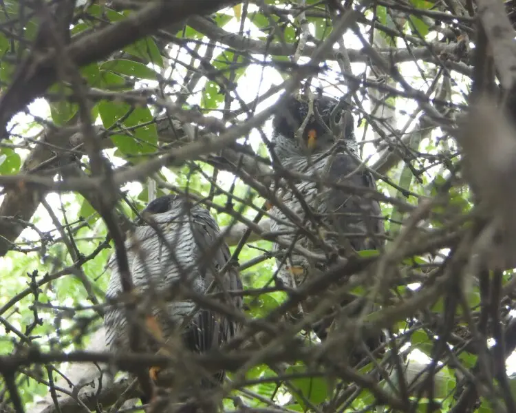 Strix nigrolineata - Fatti, dieta, habitat e immagini su Animalia.bio