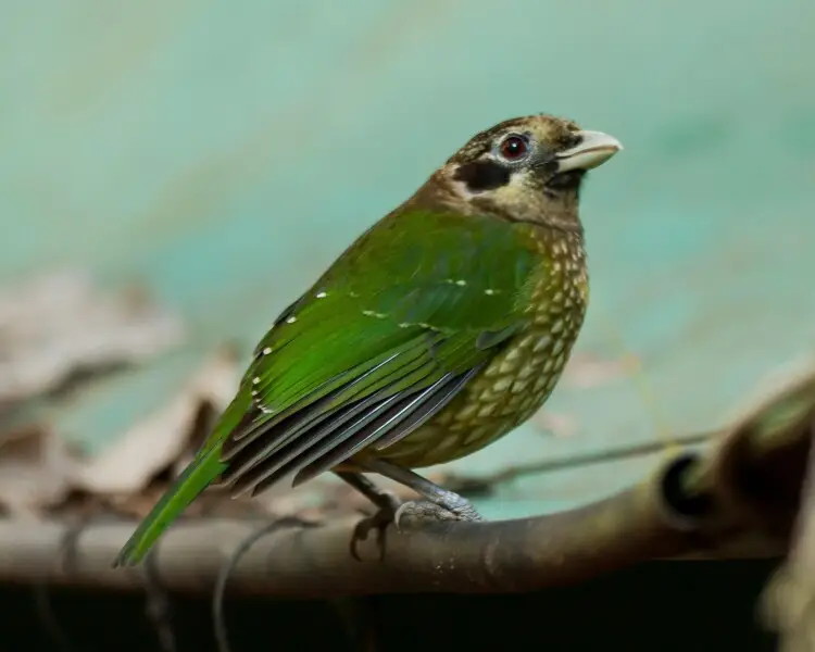 Green catbird - Facts, Diet, Habitat & Pictures on Animalia.bio