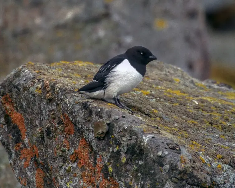 Little auk - Facts, Diet, Habitat & Pictures on Animalia.bio