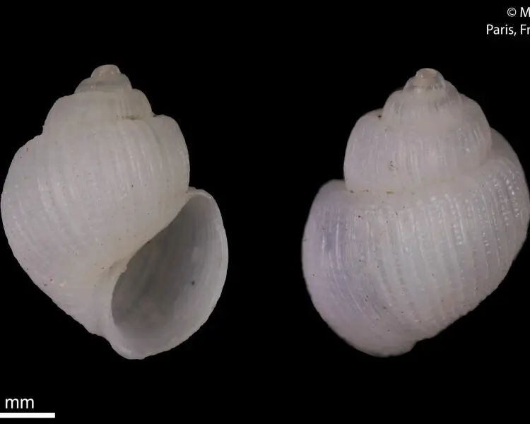 Alvania nix - Facts, Diet, Habitat & Pictures on Animalia.bio