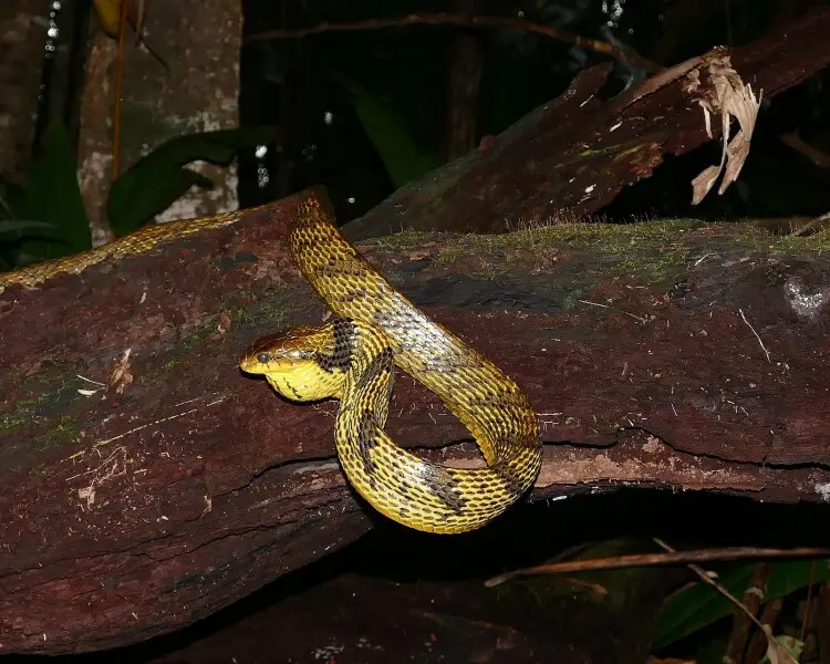 Pseustes sulphureus - Facts, Diet, Habitat & Pictures on Animalia.bio