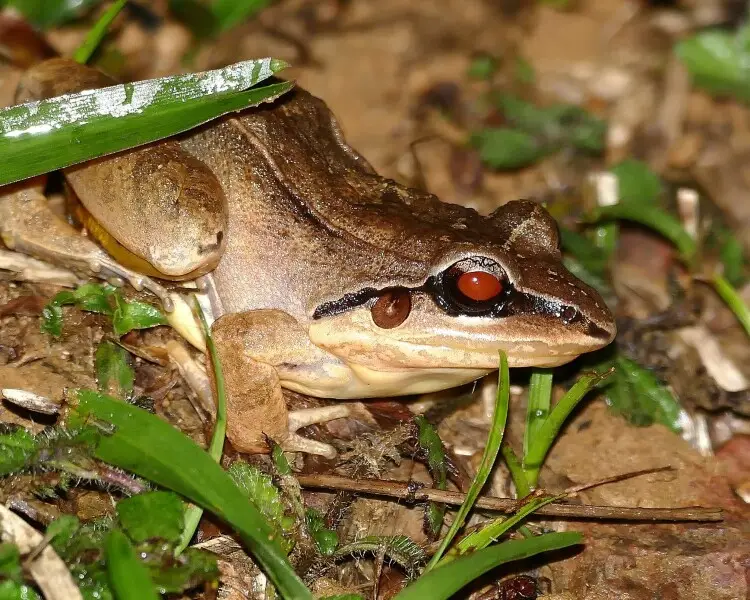 Leptodactylus mystaceus - Facts, Diet, Habitat & Pictures on Animalia.bio