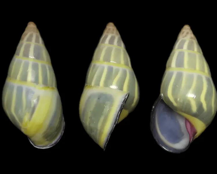 Amphidromus anhdaoorum - Facts, Diet, Habitat & Pictures on Animalia.bio