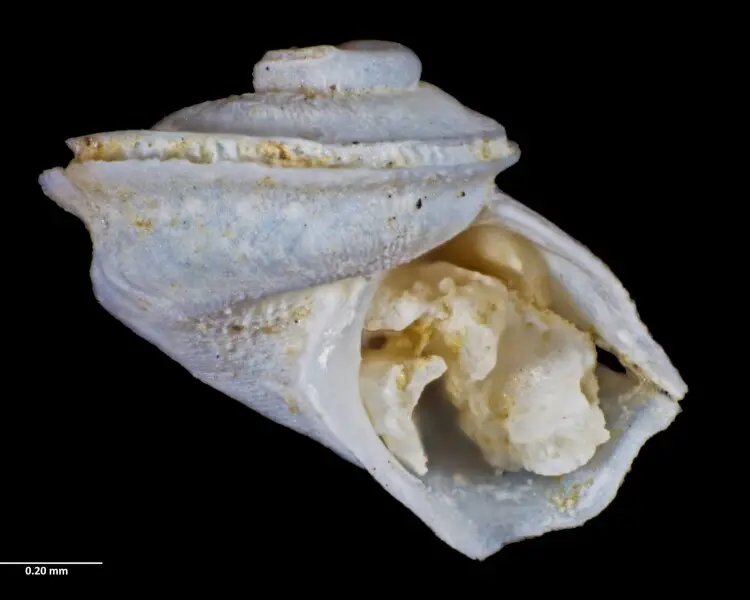 Anatoma aupouria - факти, дієта, ареал і фотографії на Animalia.bio