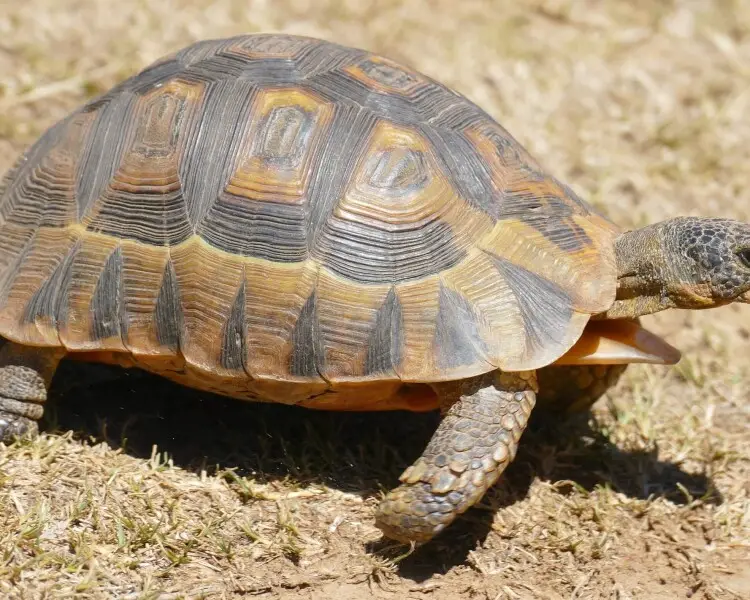 Testuggine angulata - Fatti, dieta, habitat e immagini su Animalia.bio