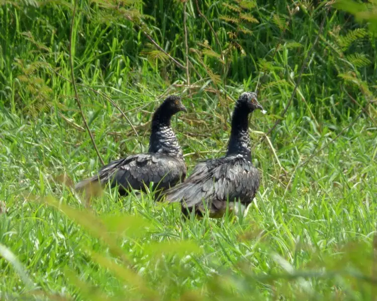 Horned screamer - Facts, Diet, Habitat & Pictures on Animalia.bio