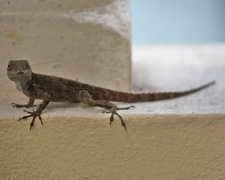 Puerto Rican crested anole - Facts, Diet, Habitat & Pictures on ...