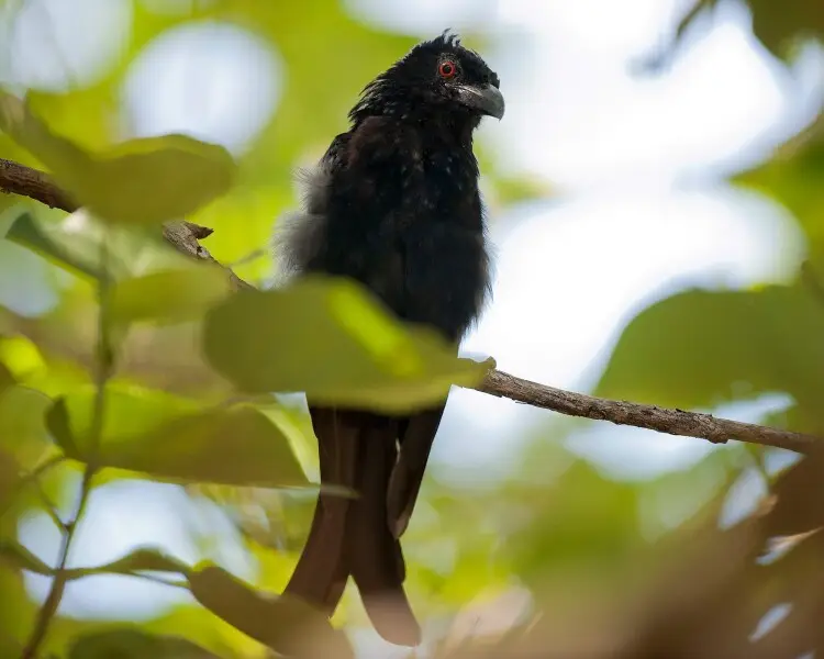 Spangled drongo - Facts, Diet, Habitat & Pictures on Animalia.bio