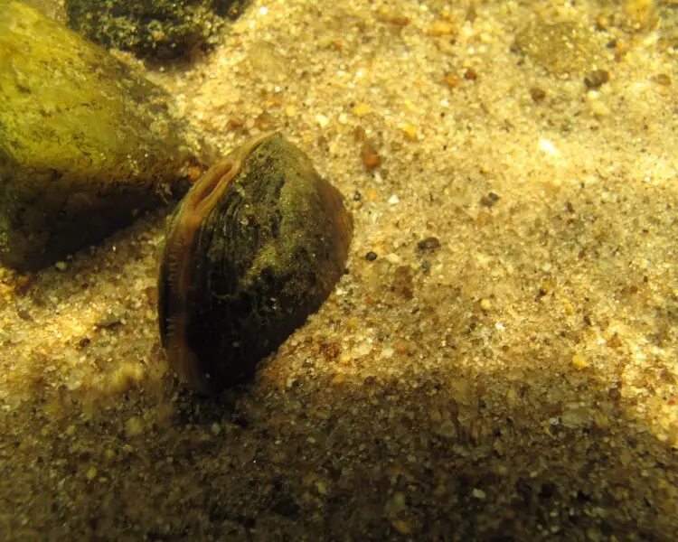 Appalachian elktoe - Facts, Diet, Habitat & Pictures on Animalia.bio