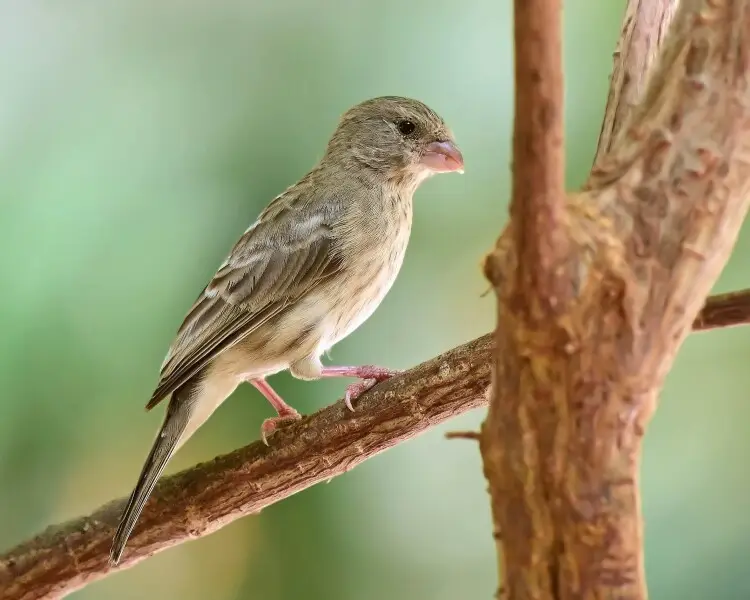 Arabian serin - Facts, Diet, Habitat & Pictures on Animalia.bio