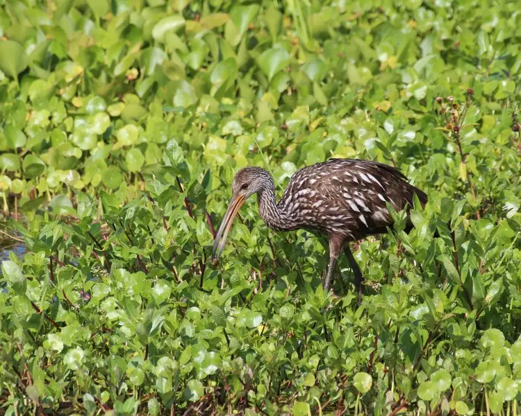 Limpkin - Facts, Diet, Habitat & Pictures on Animalia.bio