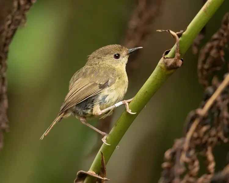 Sericornis keri - Fatti, dieta, habitat e immagini su Animalia.bio