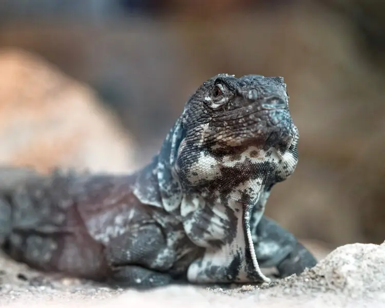 Ctenosaura palearis - Facts, Diet, Habitat & Pictures on Animalia.bio