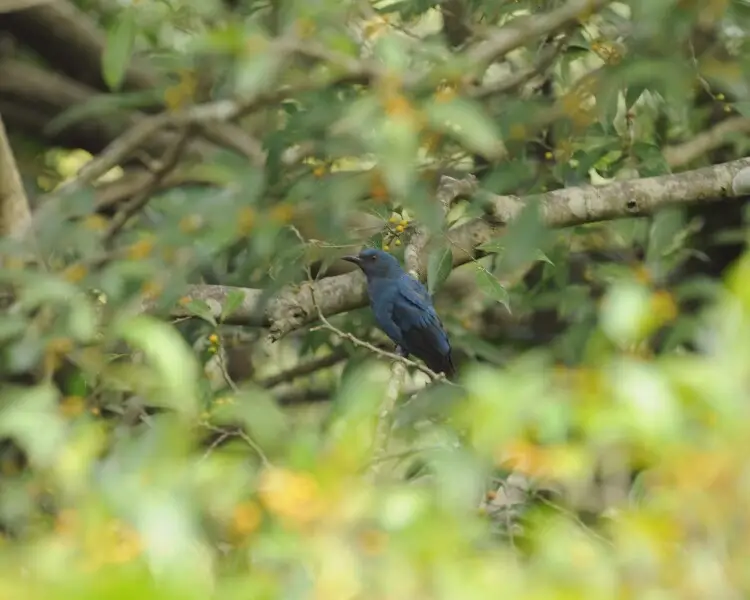 Asian fairy-bluebird - Facts, Diet, Habitat & Pictures on Animalia.bio