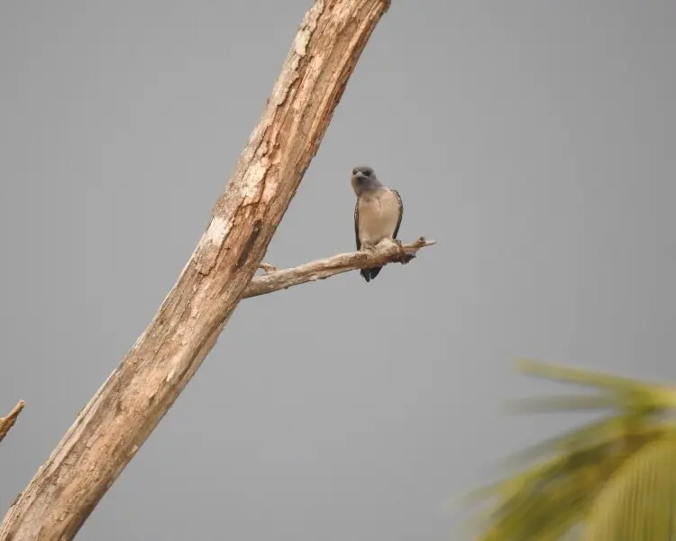 Ashy woodswallow - Facts, Diet, Habitat & Pictures on Animalia.bio