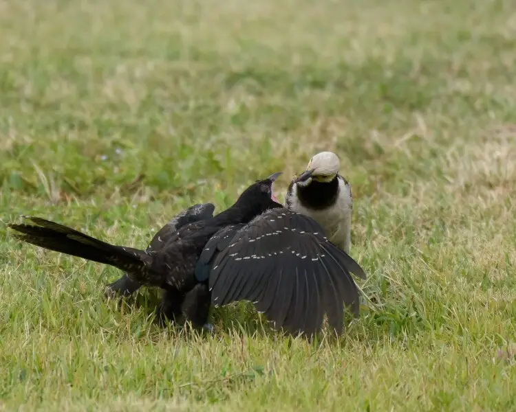 Black-collared starling - Facts, Diet, Habitat & Pictures on Animalia.bio