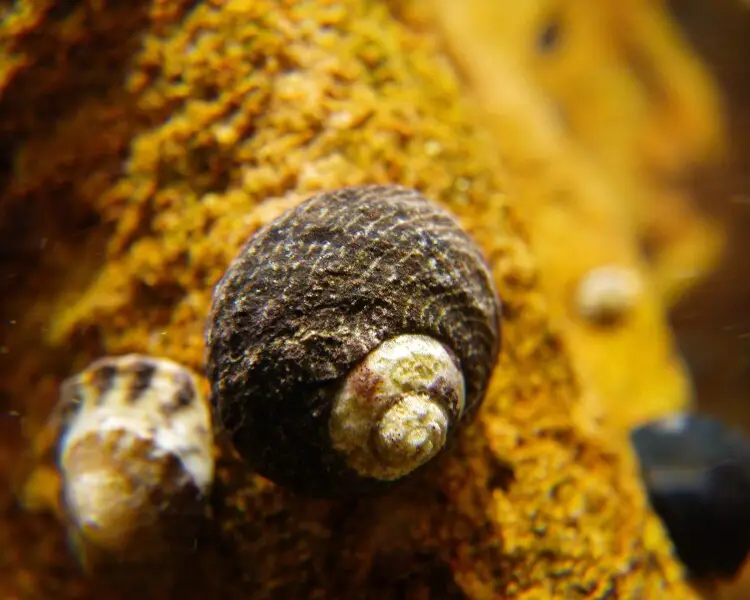 Austrocochlea porcata - Facts, Diet, Habitat & Pictures on Animalia.bio