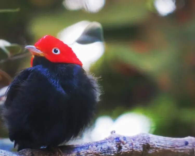 Red-capped manakin - Facts, Diet, Habitat & Pictures on Animalia.bio