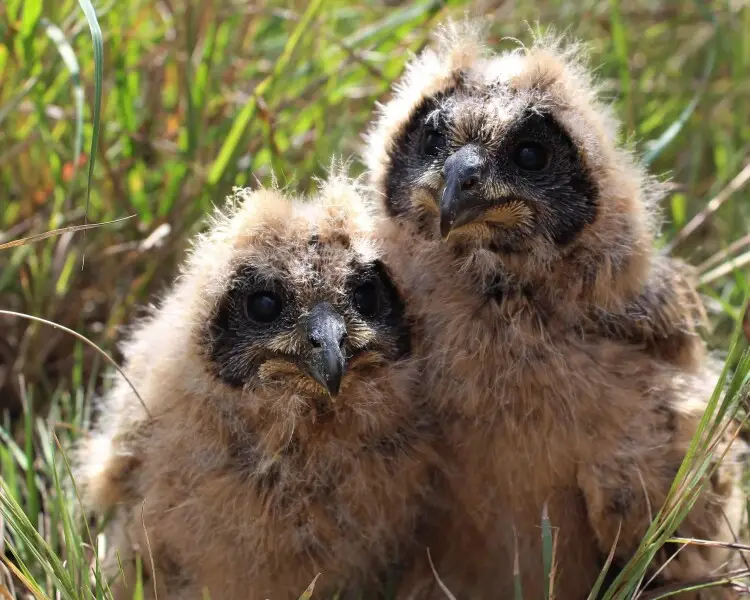 Marsh owl - Facts, Diet, Habitat & Pictures on Animalia.bio