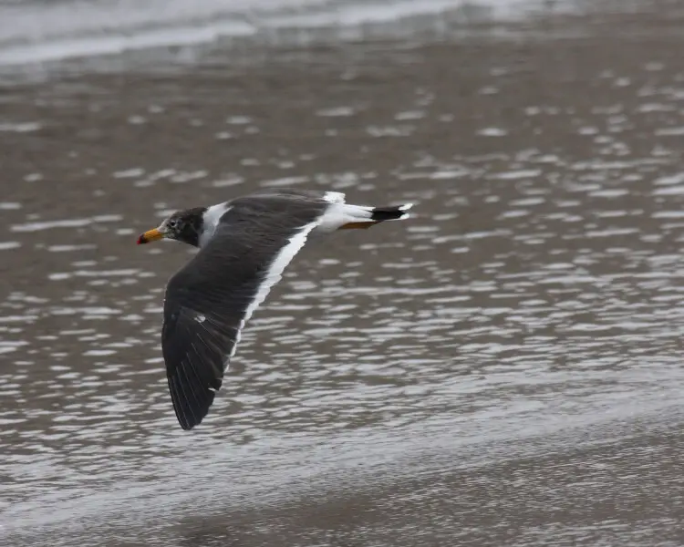 Belcher's gull - Facts, Diet, Habitat & Pictures on Animalia.bio